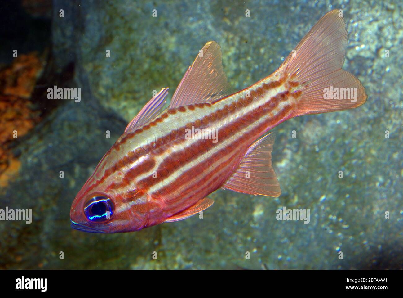Ochre-striped cardinalfish, Apogon compressus Stock Photo - Alamy