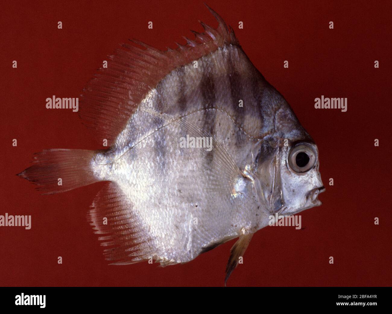 African sicklefish, Drepane africana Stock Photo - Alamy