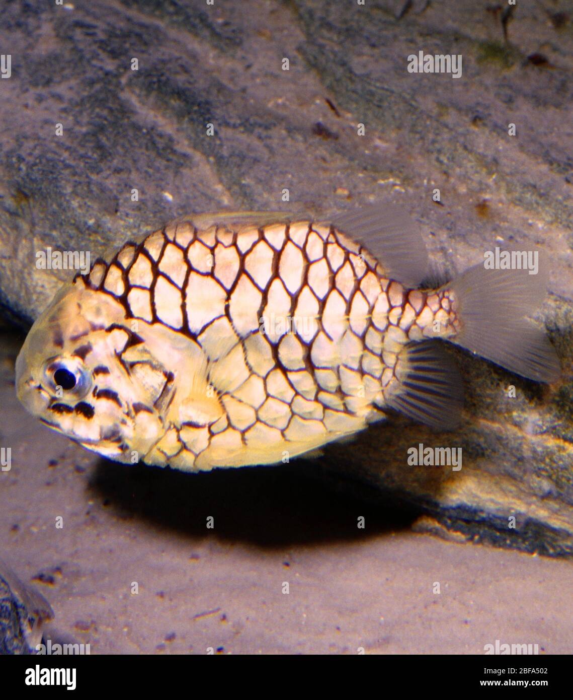 Pineconefish hi-res stock photography and images - Alamy