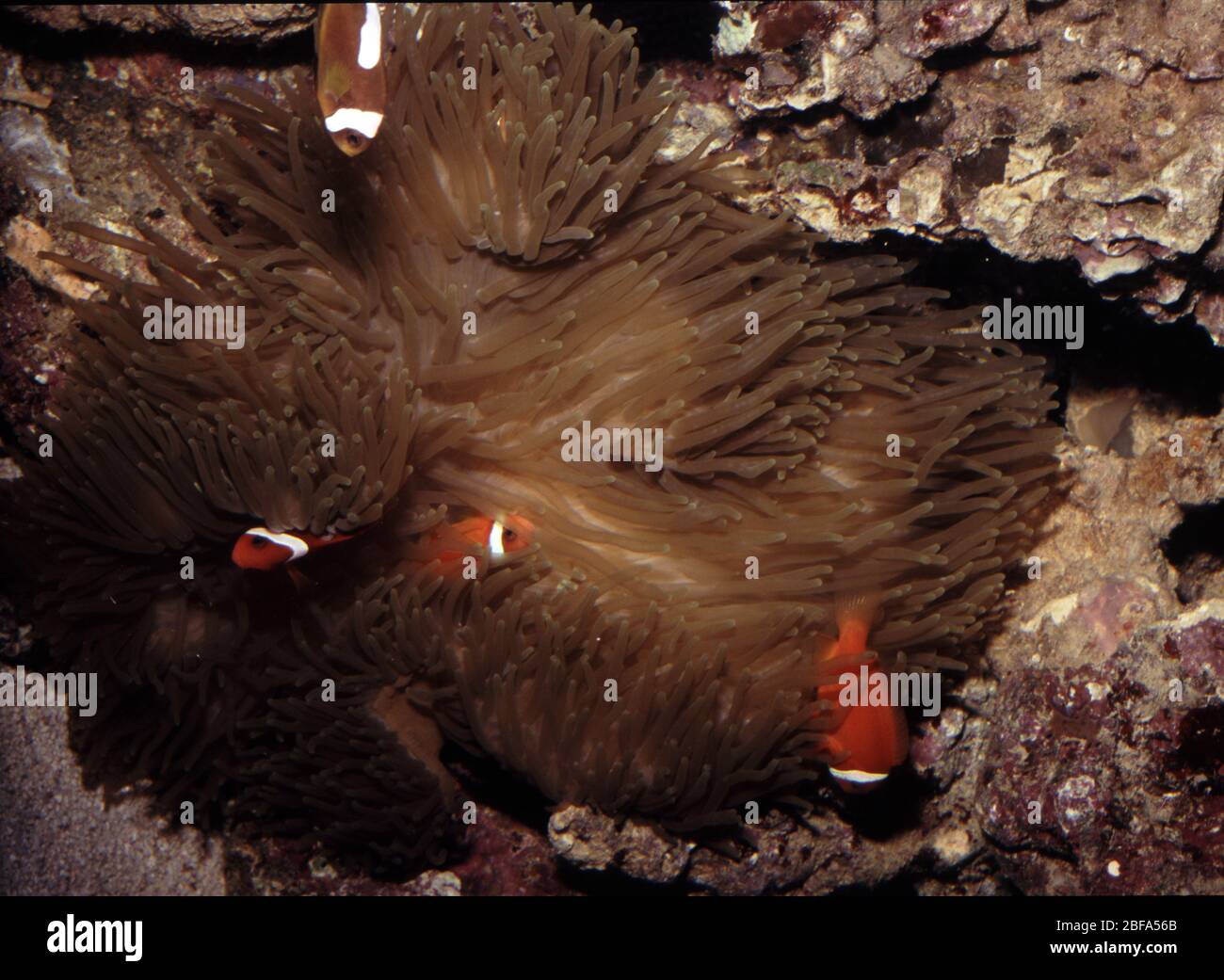 Maldives anemonefish (Amphiprion nigripes) symbiotic with Giant anemone ...