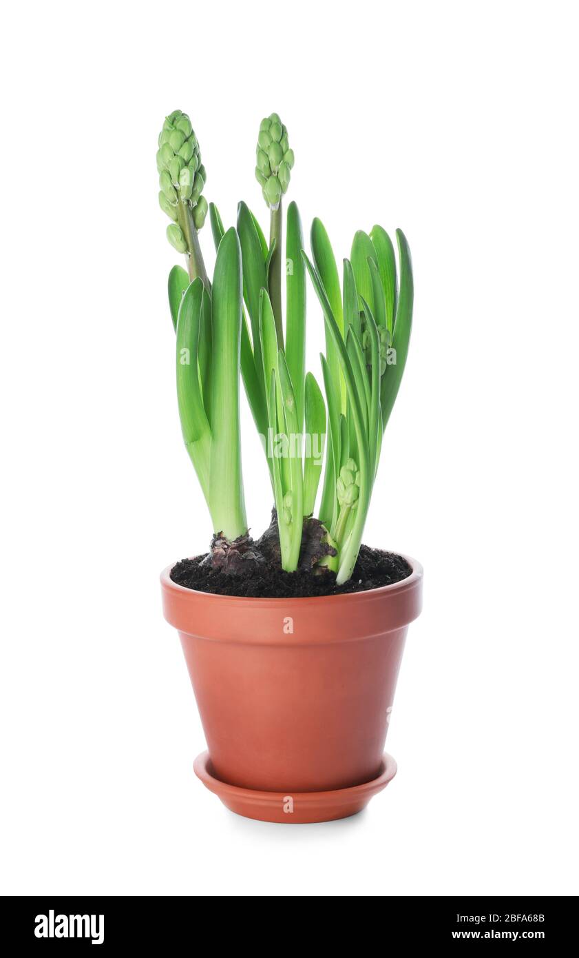 Hyacinth plant in pot on white background Stock Photo - Alamy