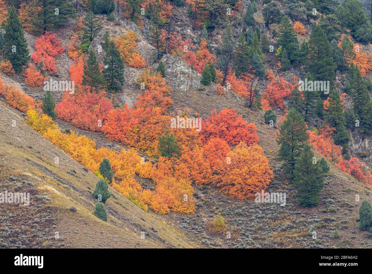 Scenic Snake River Canyon Idaho in Autumn Stock Photo - Alamy