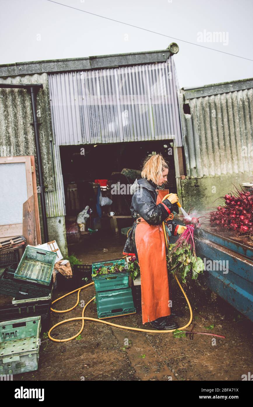 Female Farmer washing beetroot Stock Photo - Alamy