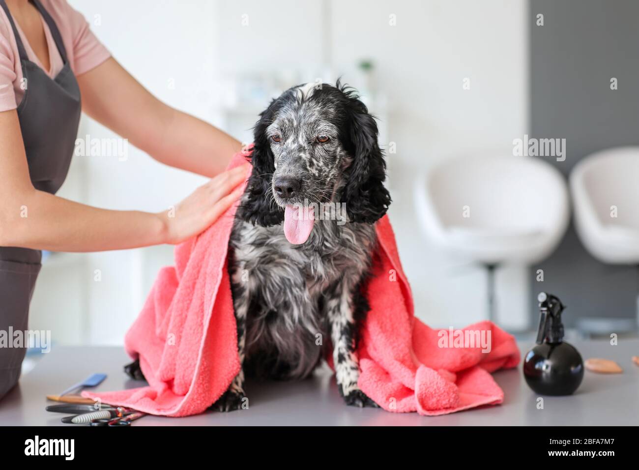 Hand washing dog hi-res stock photography and images - Alamy