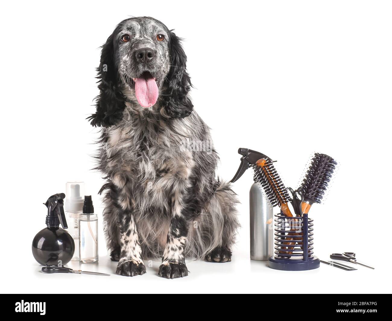 Cute dog with set for grooming on white background Stock Photo - Alamy