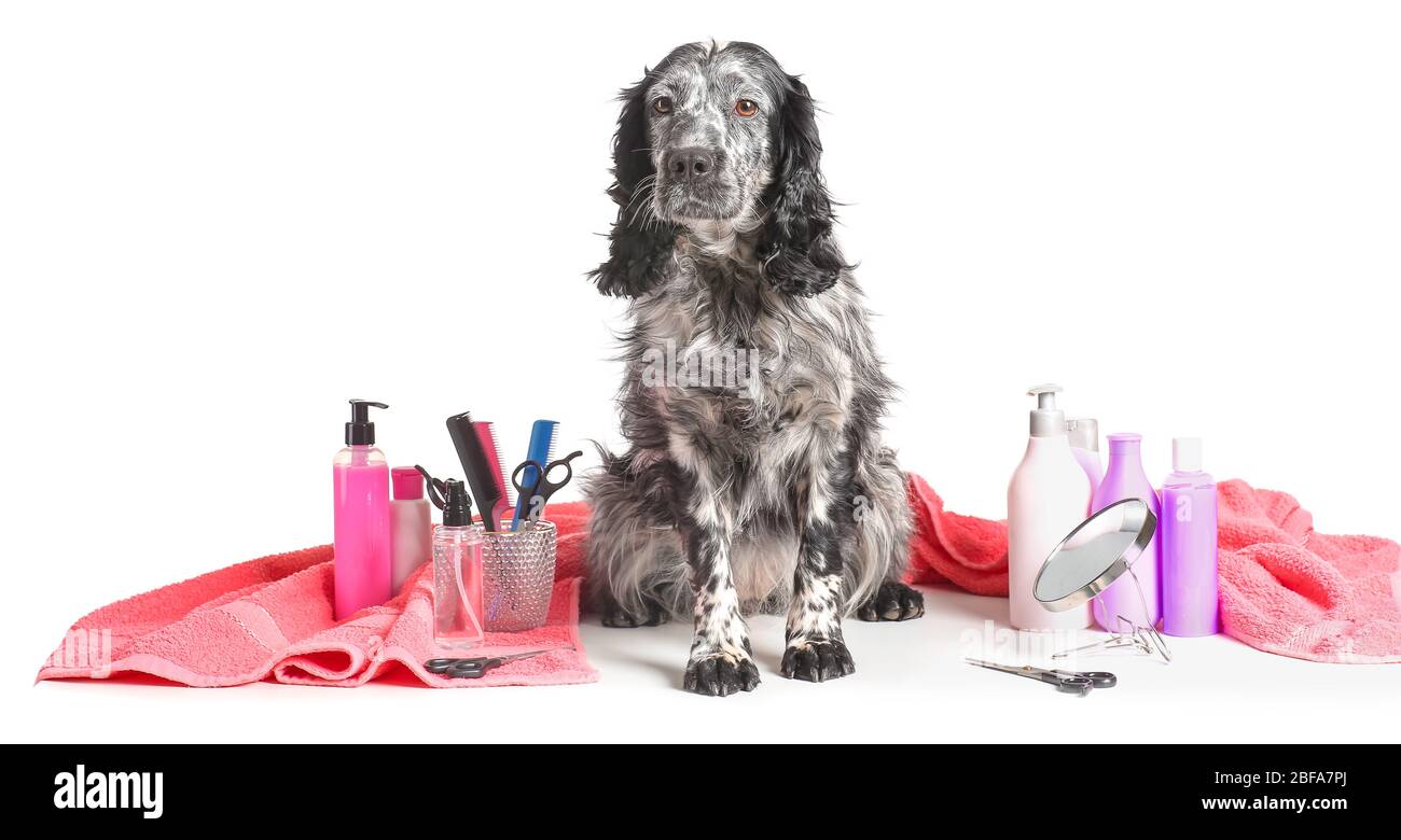 Cute dog with set for grooming on white background Stock Photo - Alamy