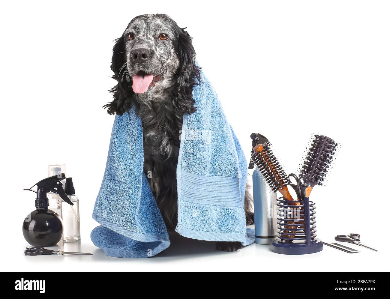 Cute dog after washing in grooming salon on white background Stock ...