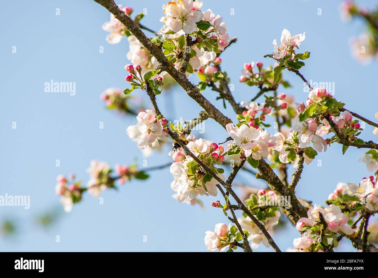 A bumblebee pollinates apple tree flowers Stock Photo - Alamy
