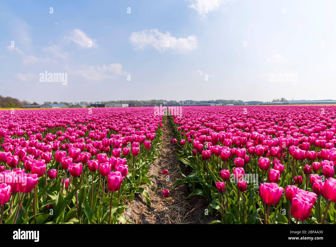 A view of tulip fields in springtime, Holland, the Netherlands Stock ...