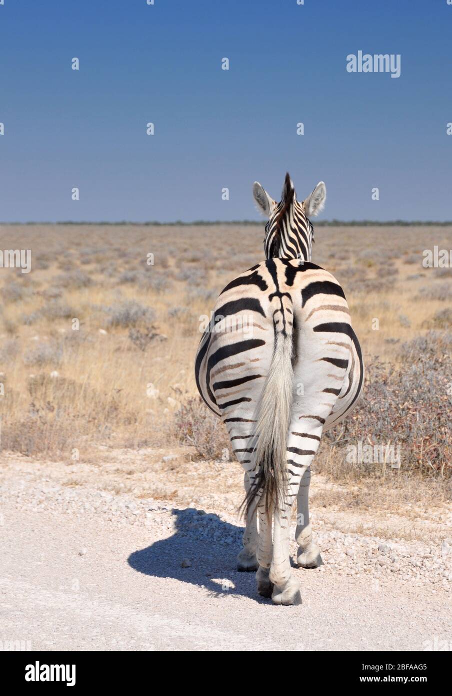 Equus zebra back hi-res stock photography and images - Alamy