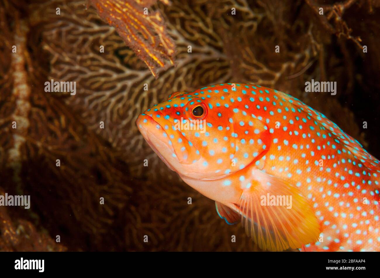 Cephalopholis Miniata High Resolution Stock Photography and Images - Alamy