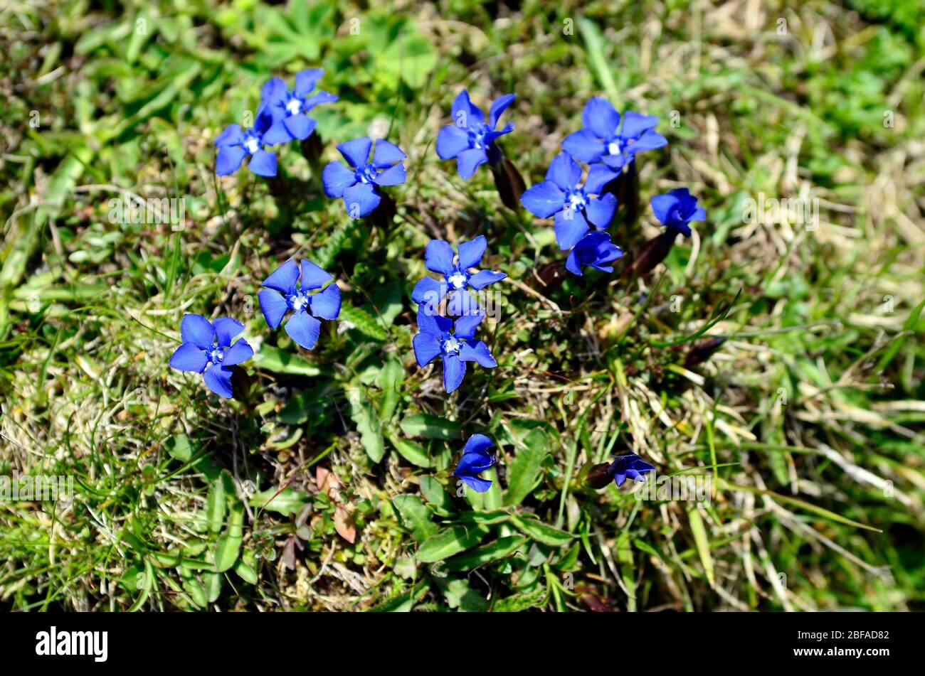 Alpine flower, spring gentian Stock Photo - Alamy