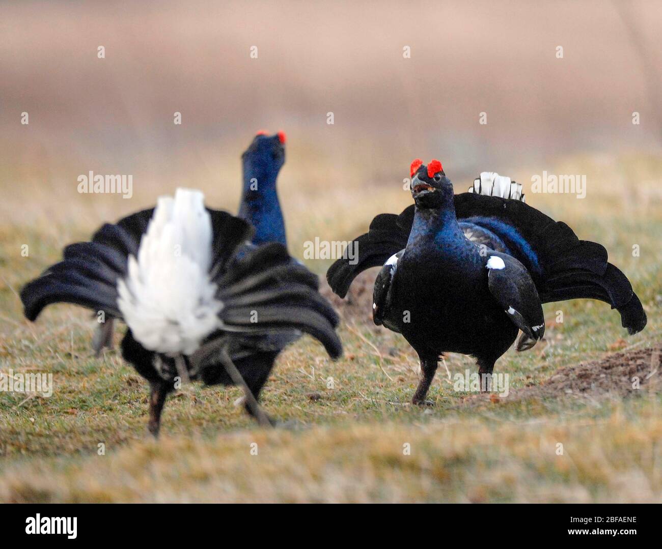 Two Male Black Grouse, Blackcock (Tetrao tetrix) during a lekking ...