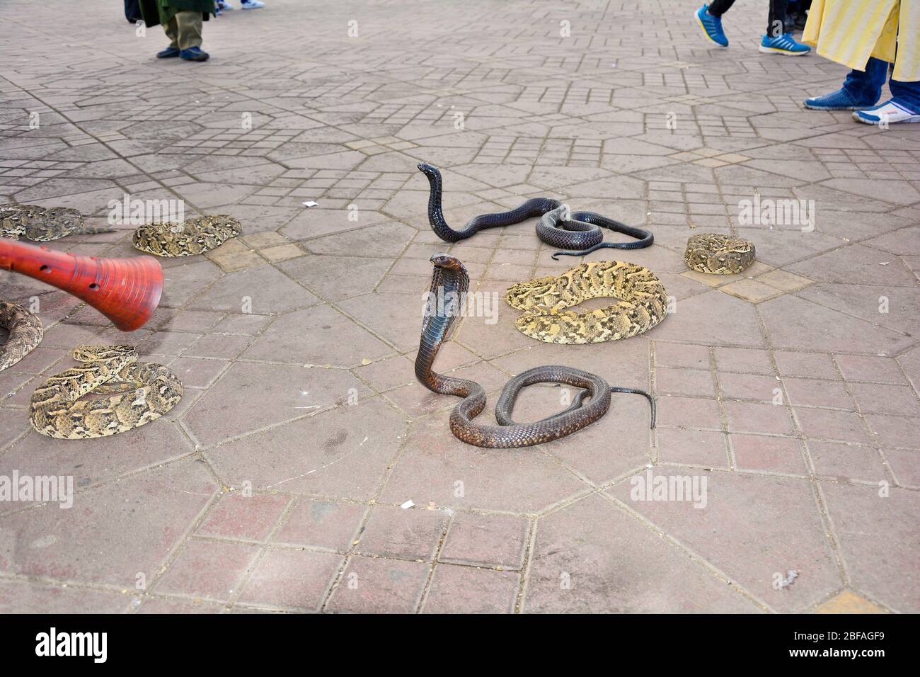 Marrakesh, Morocco, snakes of a snake charmer on Djemaa el-Fna square ...