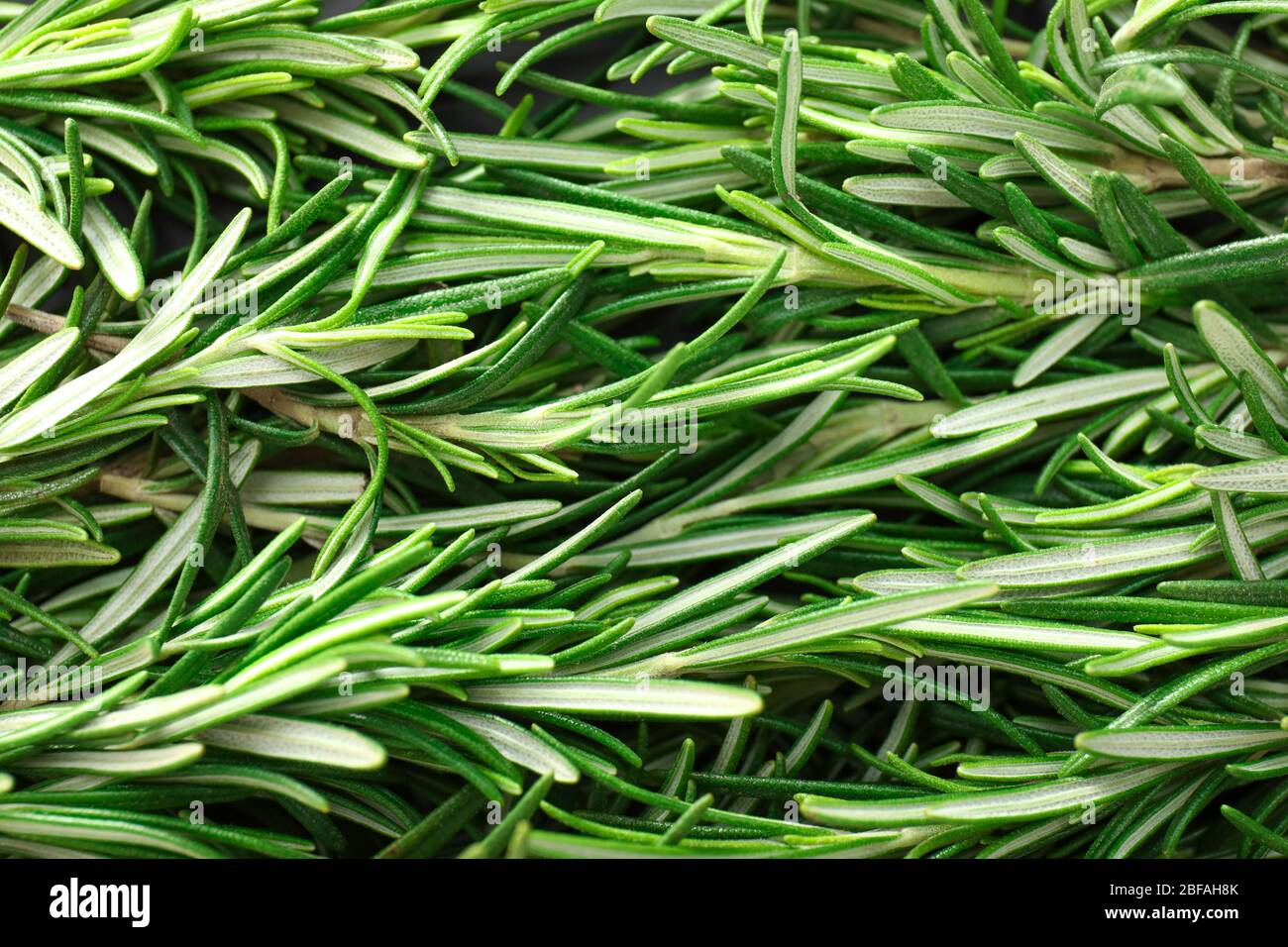 Fresh green rosemary as background Stock Photo - Alamy