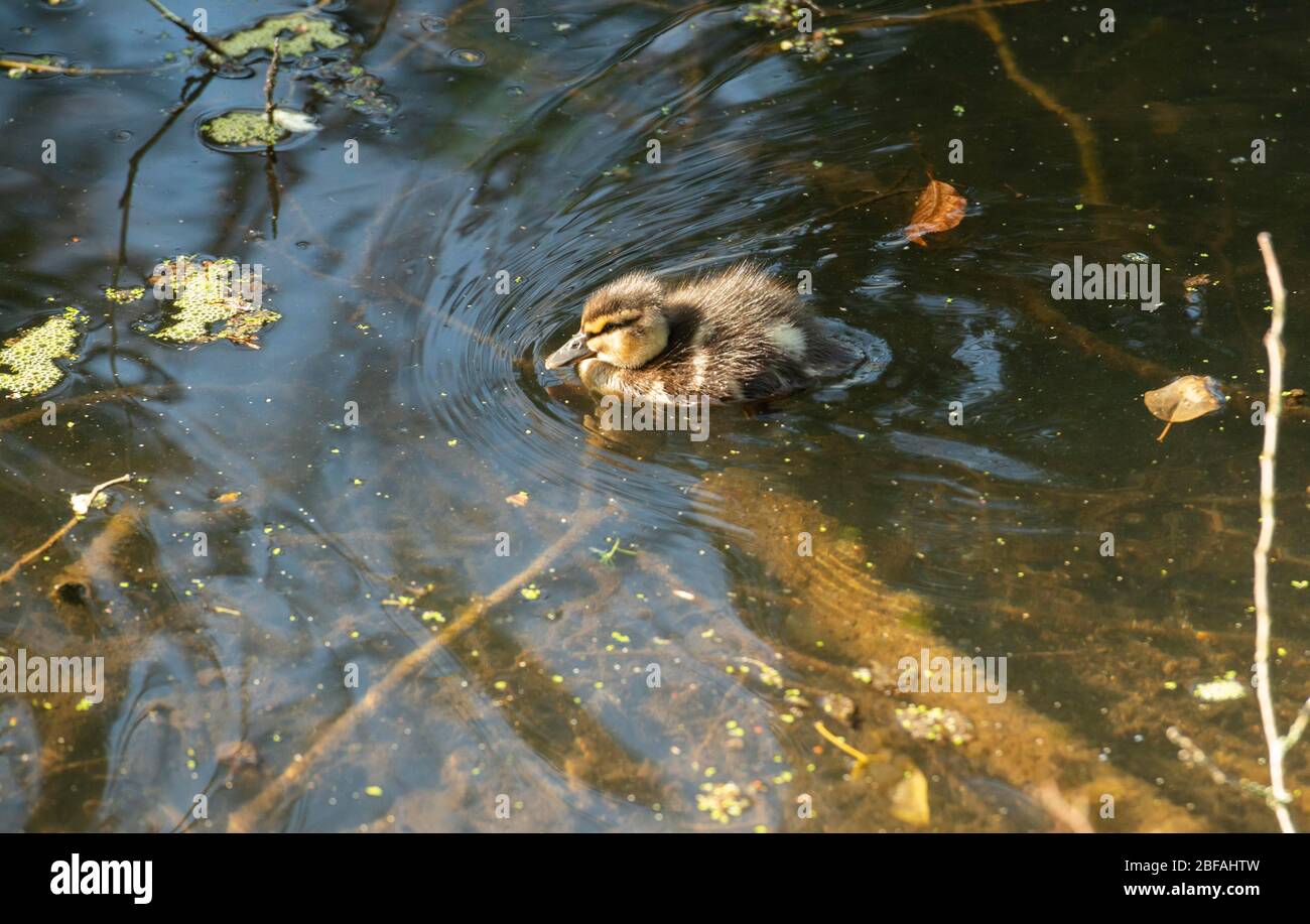 Calne canal hi-res stock photography and images - Alamy
