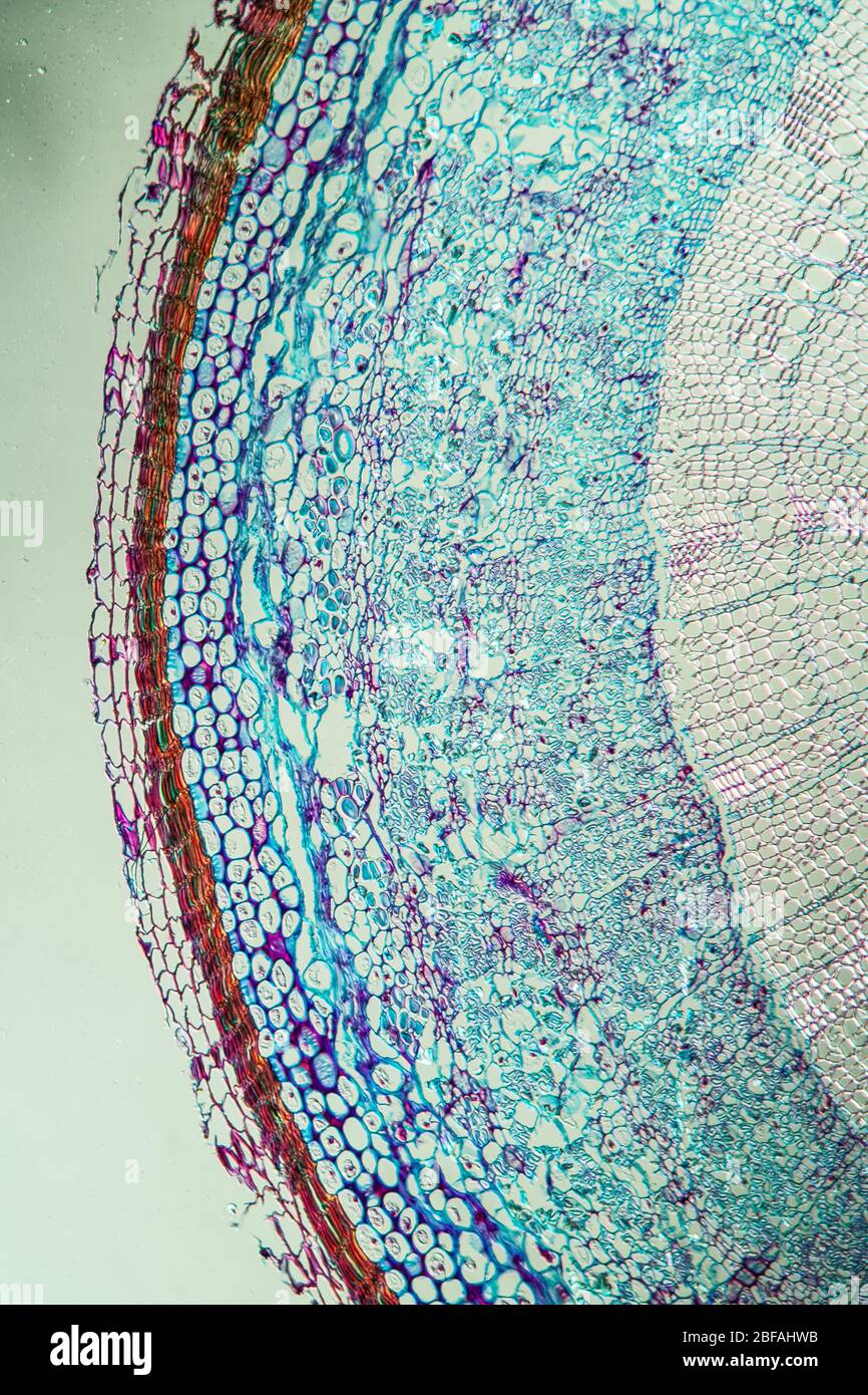 Bast cells hi-res stock photography and images - Alamy