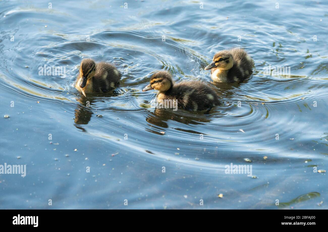 Calne canal hi-res stock photography and images - Alamy