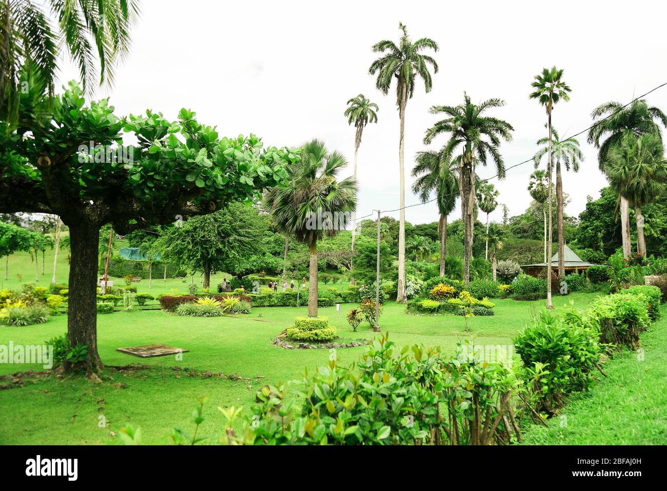 Trinidad and Tobago - February 05, 2018. Beautiful tropical garden with ...