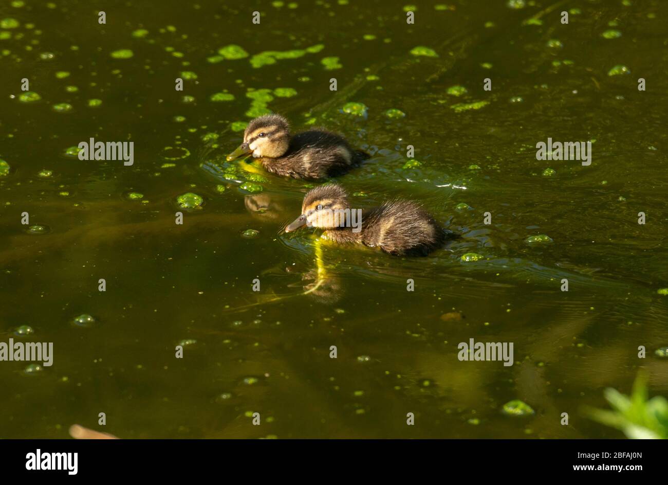 Calne canal hi-res stock photography and images - Alamy