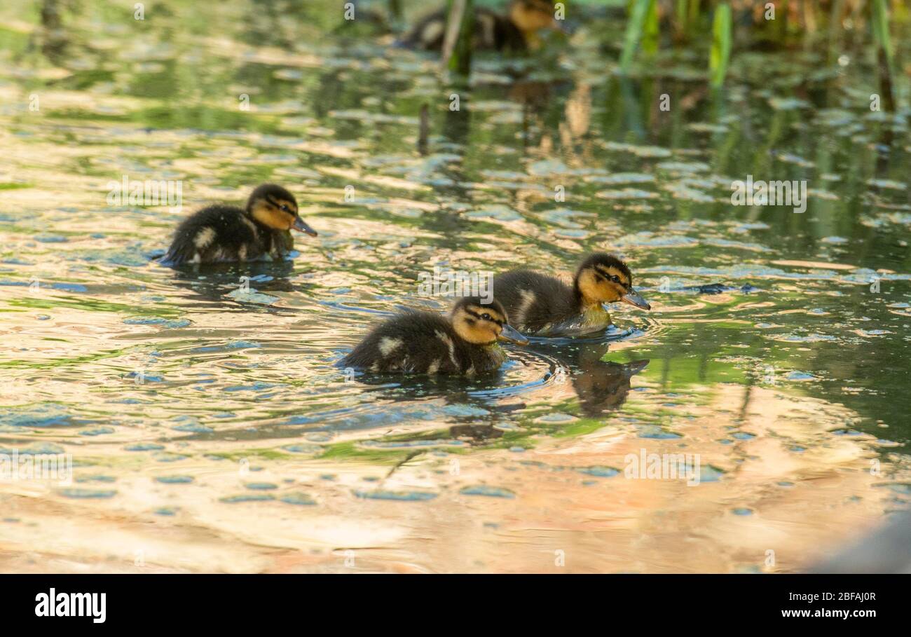 Canal calne hi-res stock photography and images - Alamy