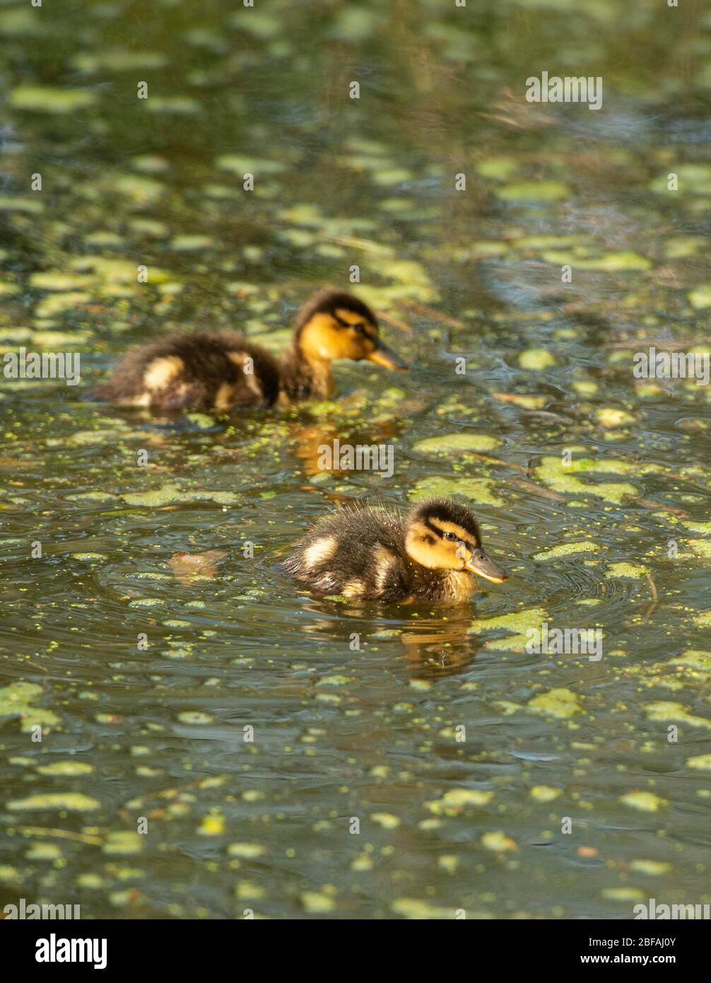 Calne canal hi-res stock photography and images - Alamy
