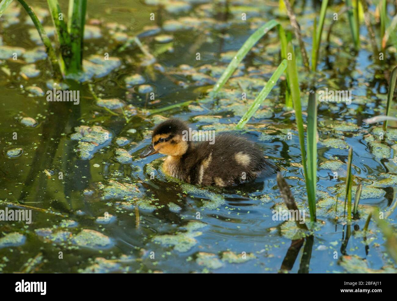 Calne canal hi-res stock photography and images - Alamy