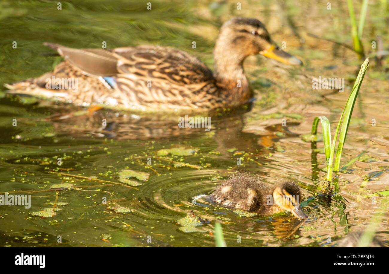 Calne canal hi-res stock photography and images - Alamy