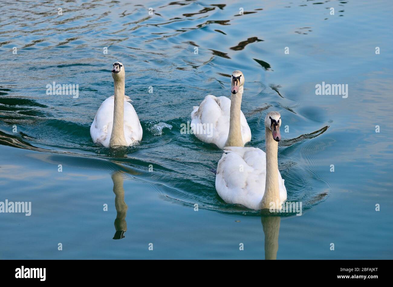 Three Young Swans High Resolution Stock Photography and Images - Alamy