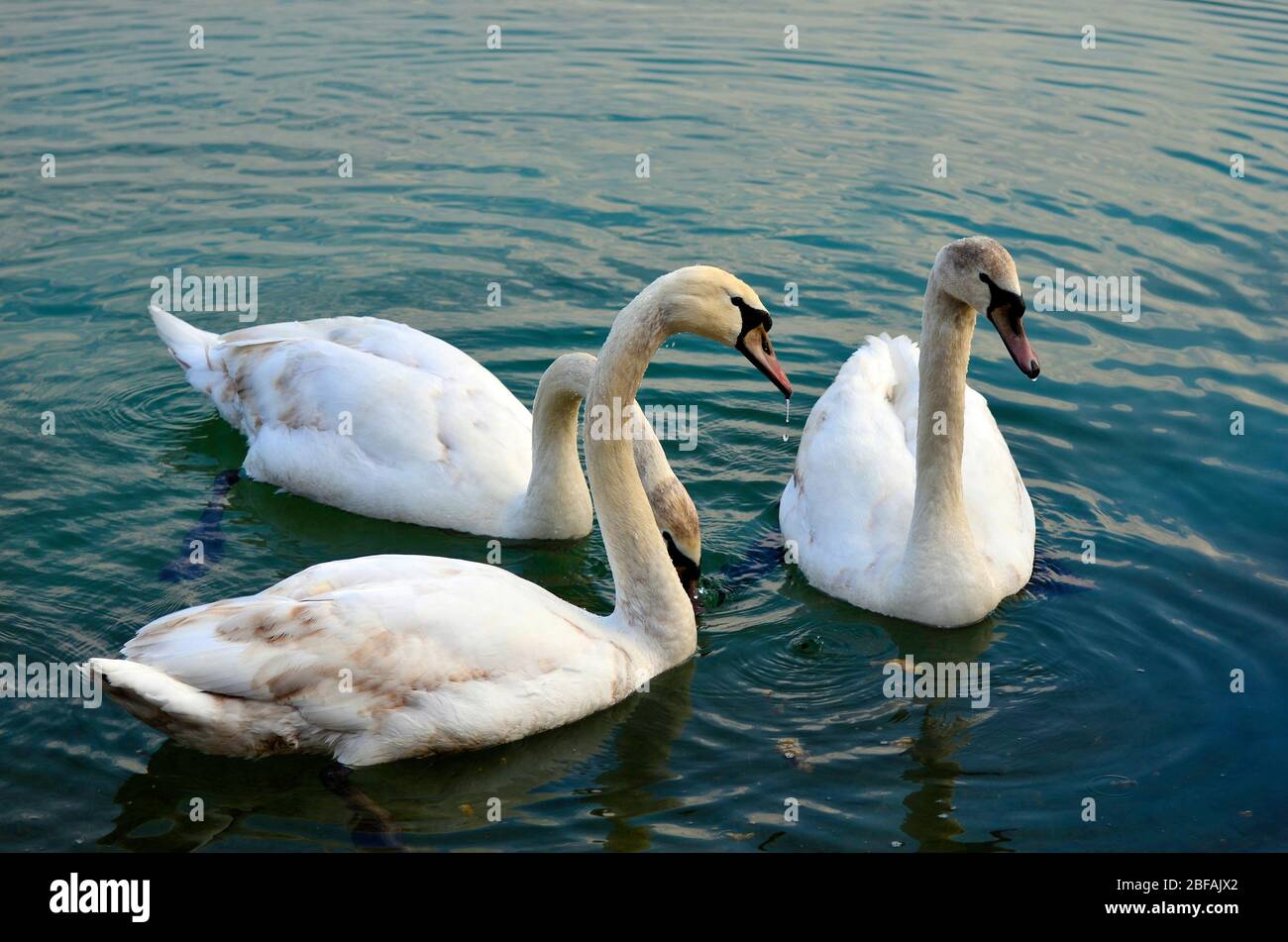 Three Young Swans High Resolution Stock Photography and Images - Alamy