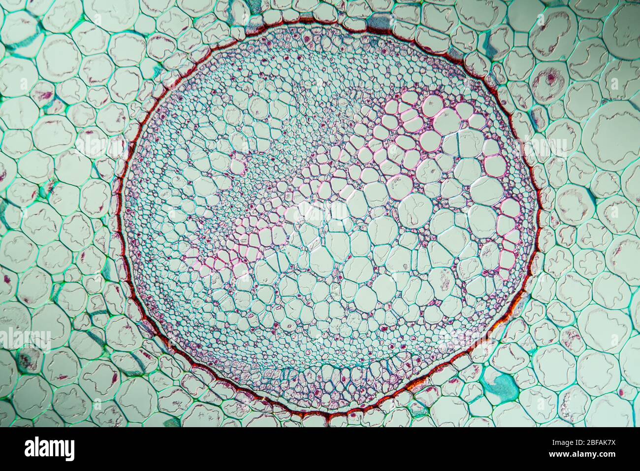 Fern stems in cross section 100x Stock Photo - Alamy