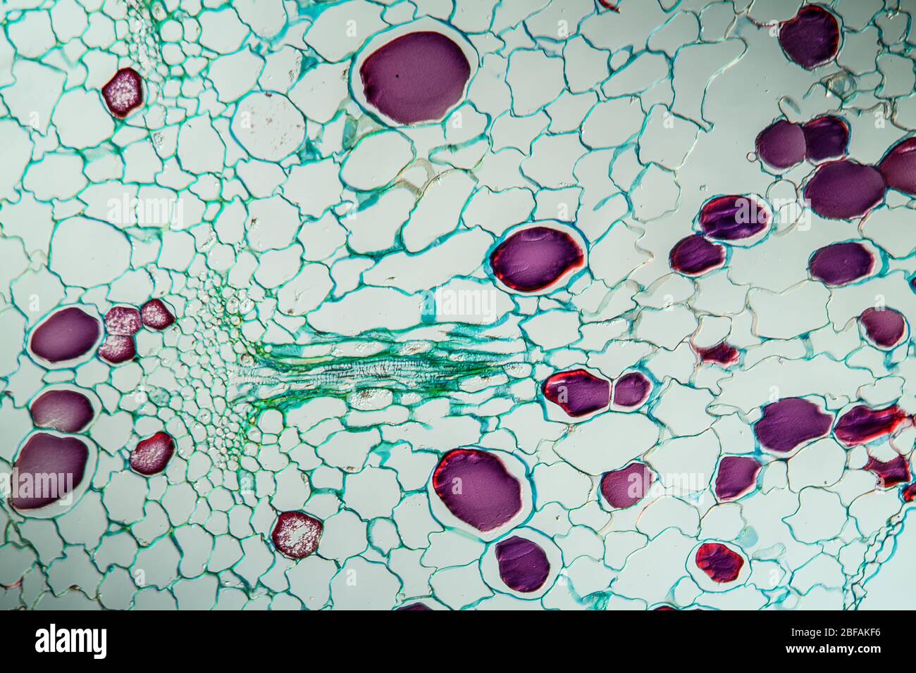 Horsetail sprout in cross section 100x Stock Photo - Alamy