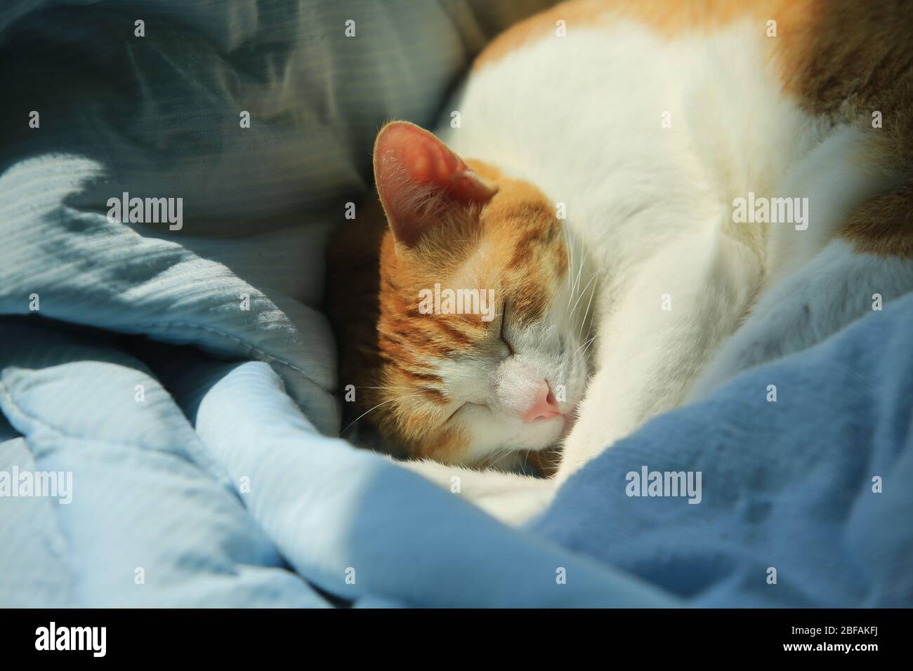 Sleep cat hi-res stock photography and images - Alamy