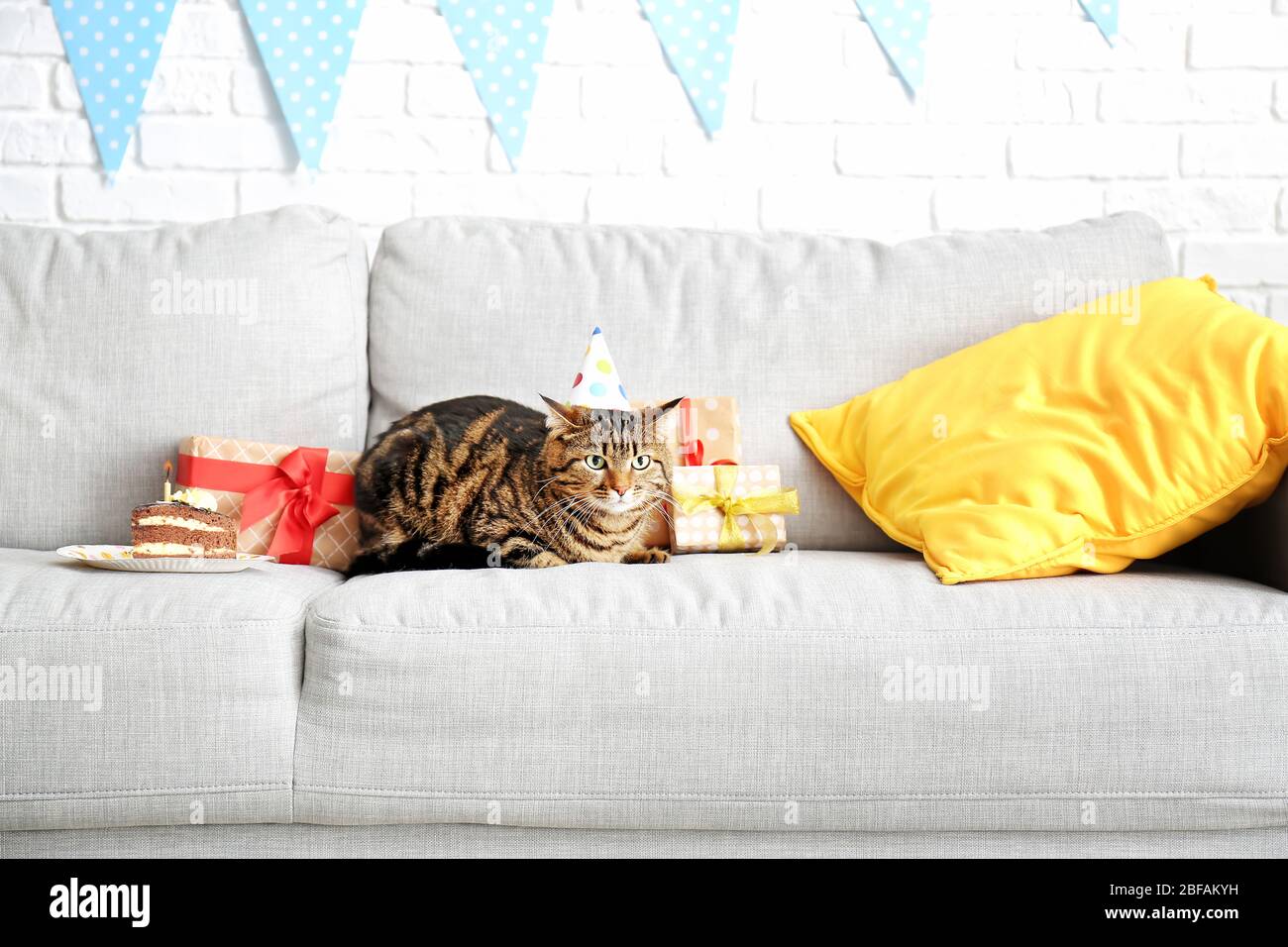 Cat celebrating birthday hi-res stock photography and images - Alamy