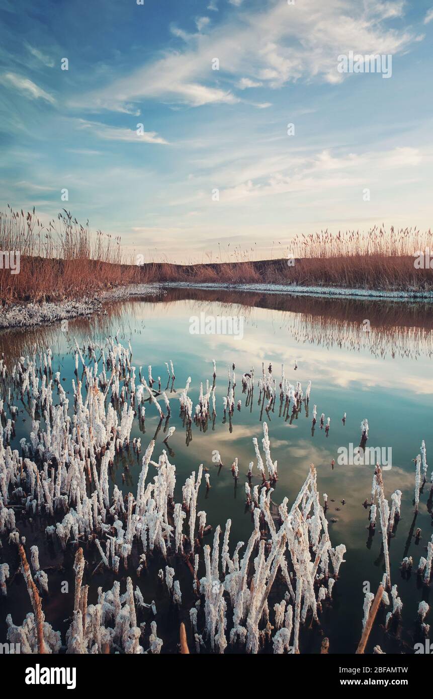 Salt water plants hi-res stock photography and images - Alamy