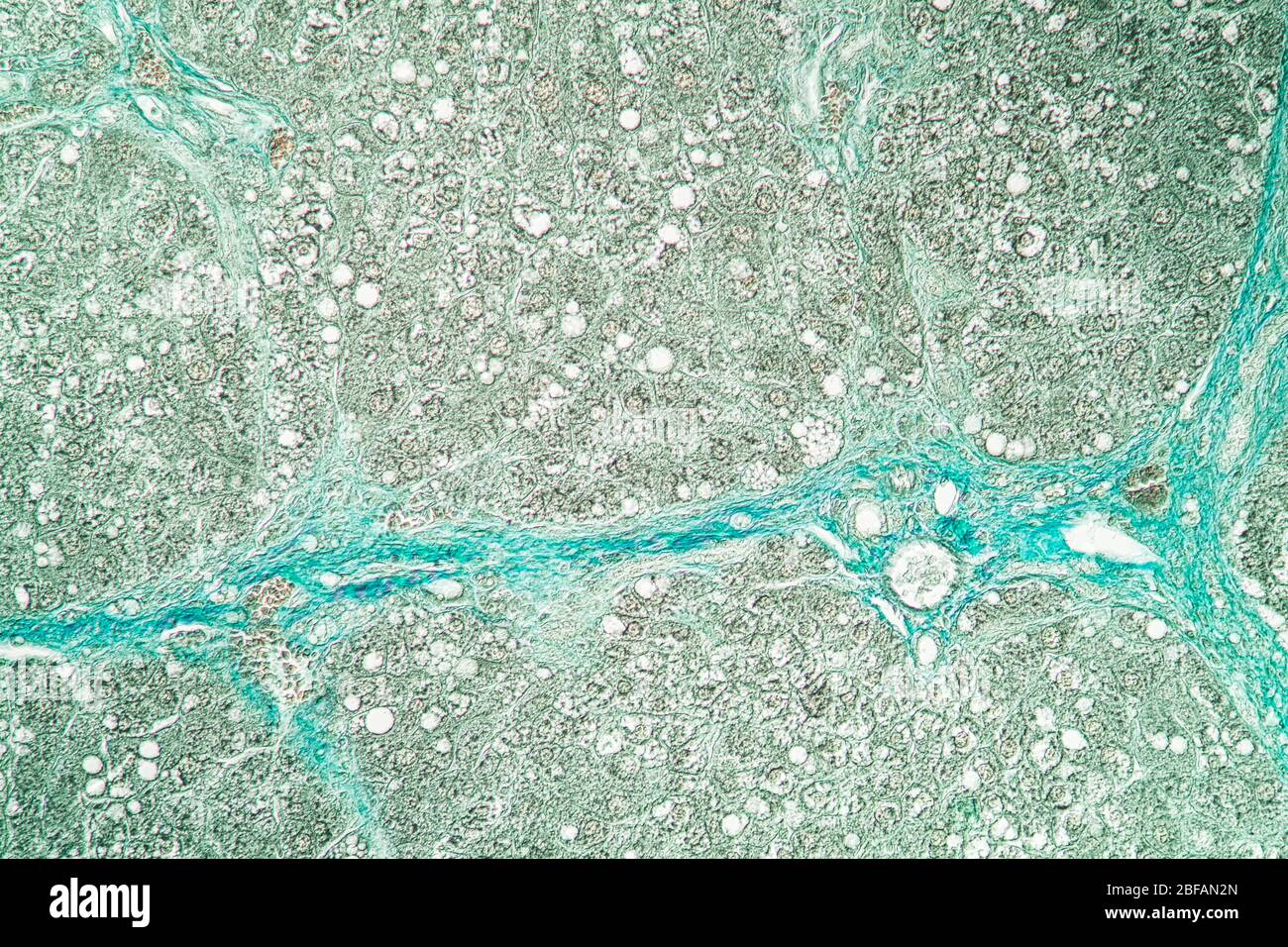 Rat cells hi-res stock photography and images - Alamy