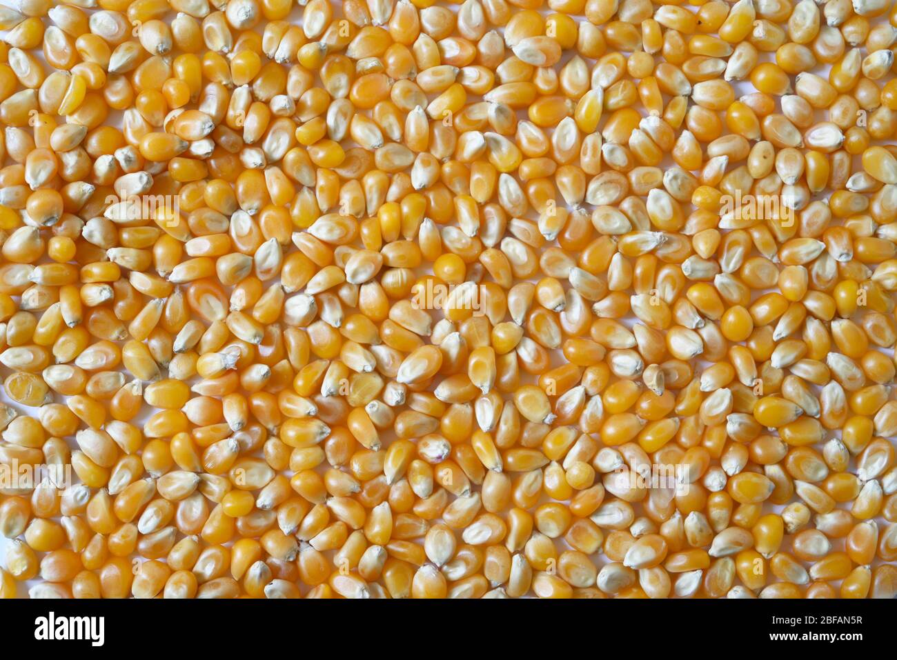 Corn vector hi-res stock photography and images - Alamy