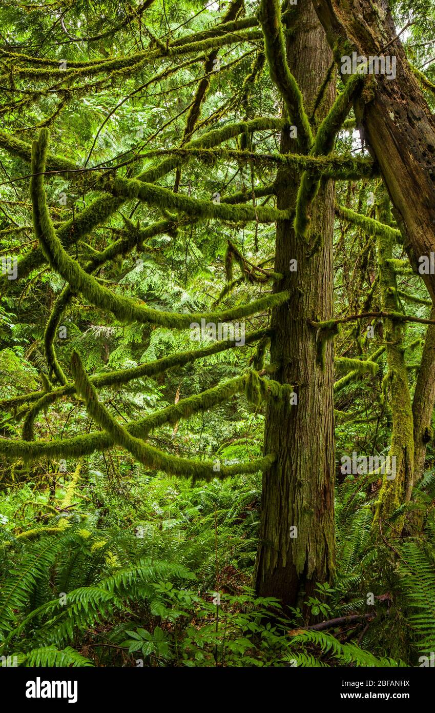 Moss cedar trees hi-res stock photography and images - Alamy
