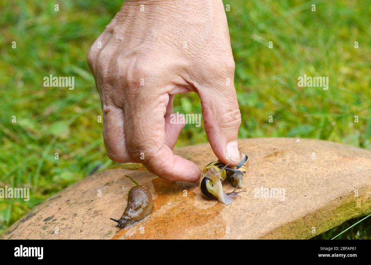 Detail of a female hand collecting snails in the garden Stock Photo - Alamy