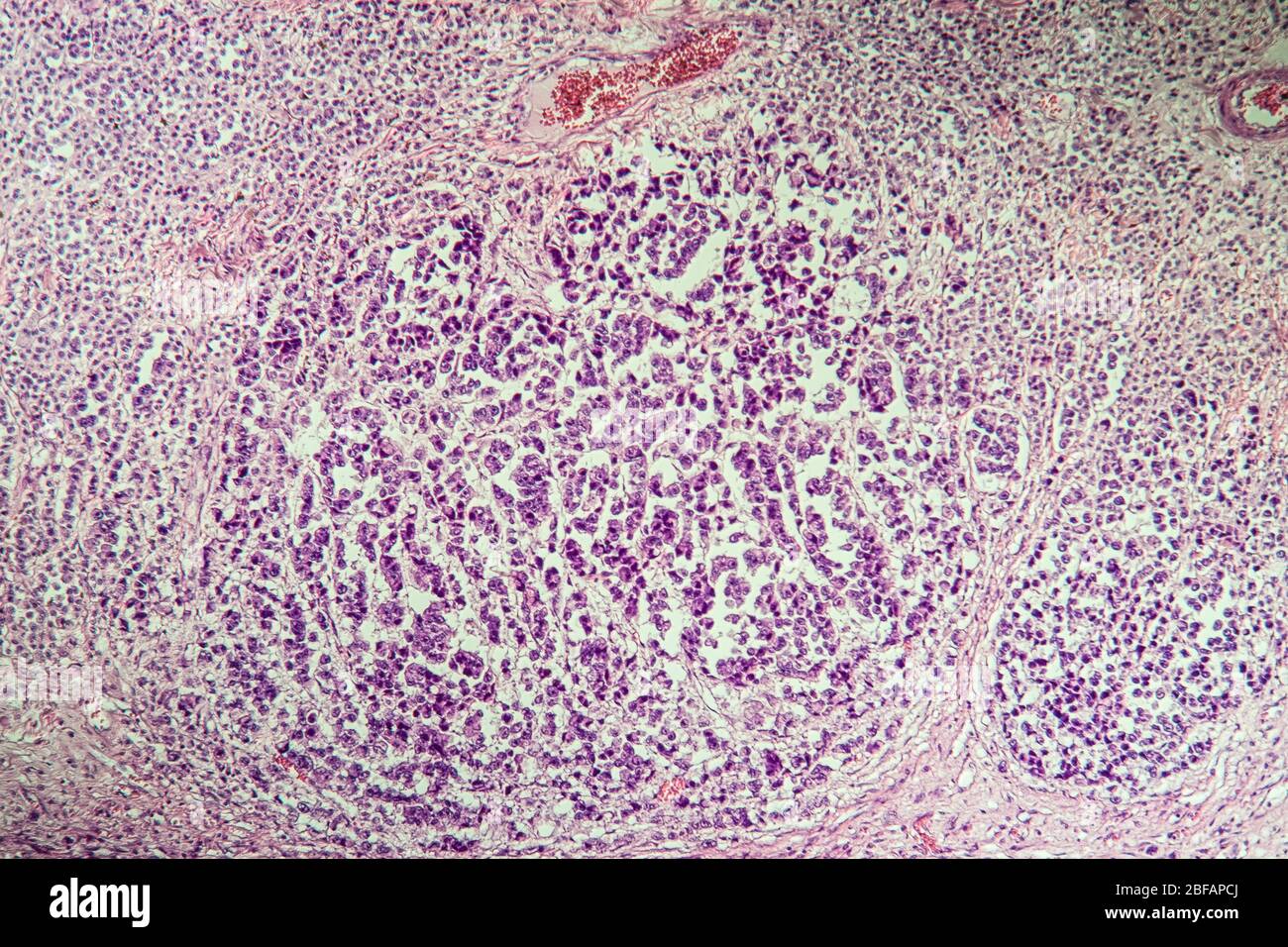 Spinal cord tissue section under the microscope 100x Stock Photo - Alamy