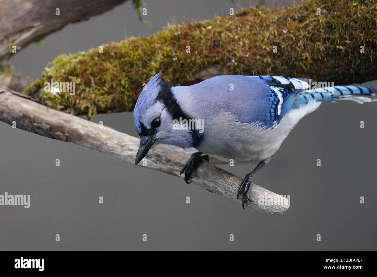 Bright blue Blue Jays perching or taking off in flight Stock Photo - Alamy