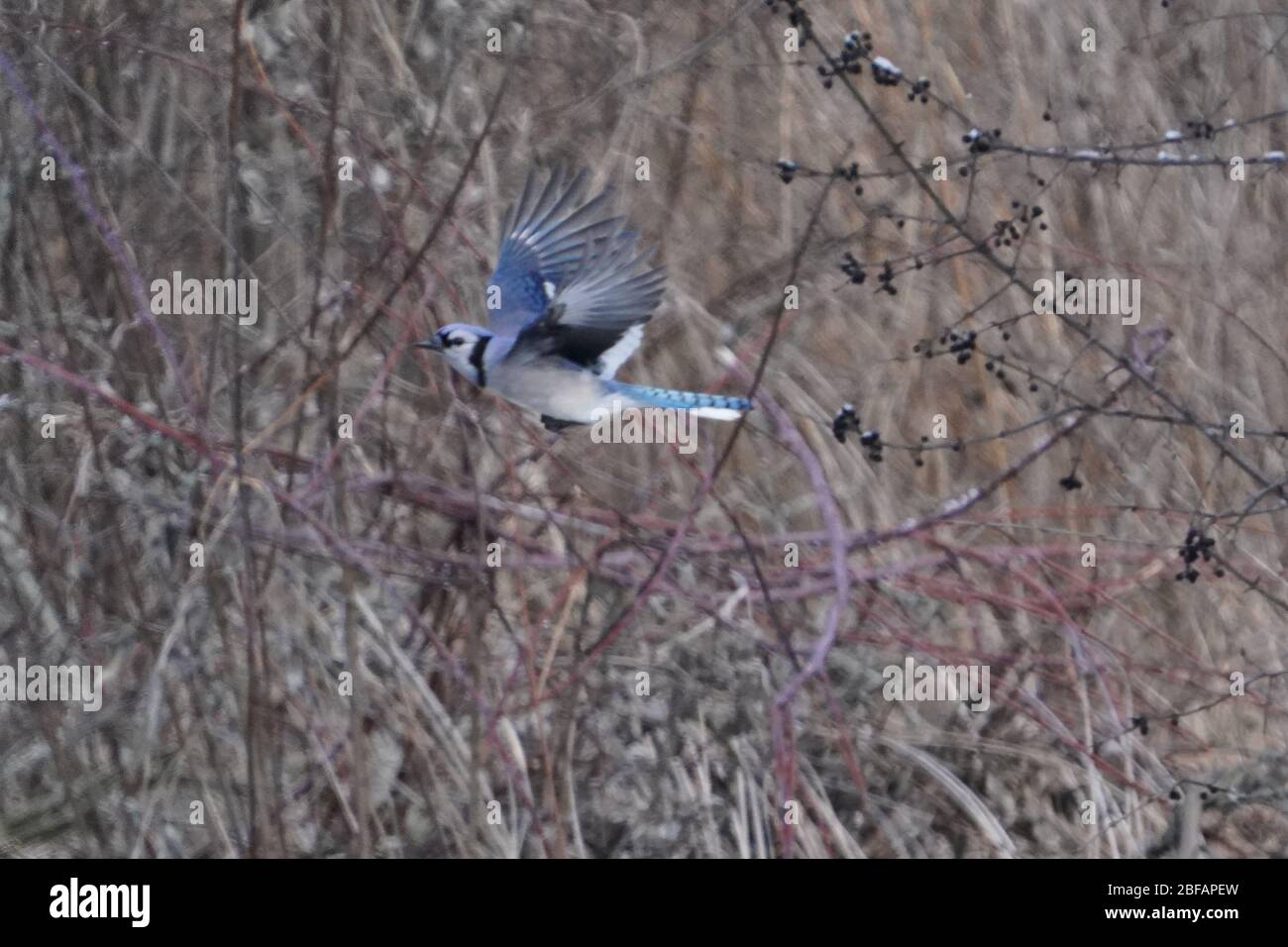 With a blue jay in the claws hi-res stock photography and images - Alamy