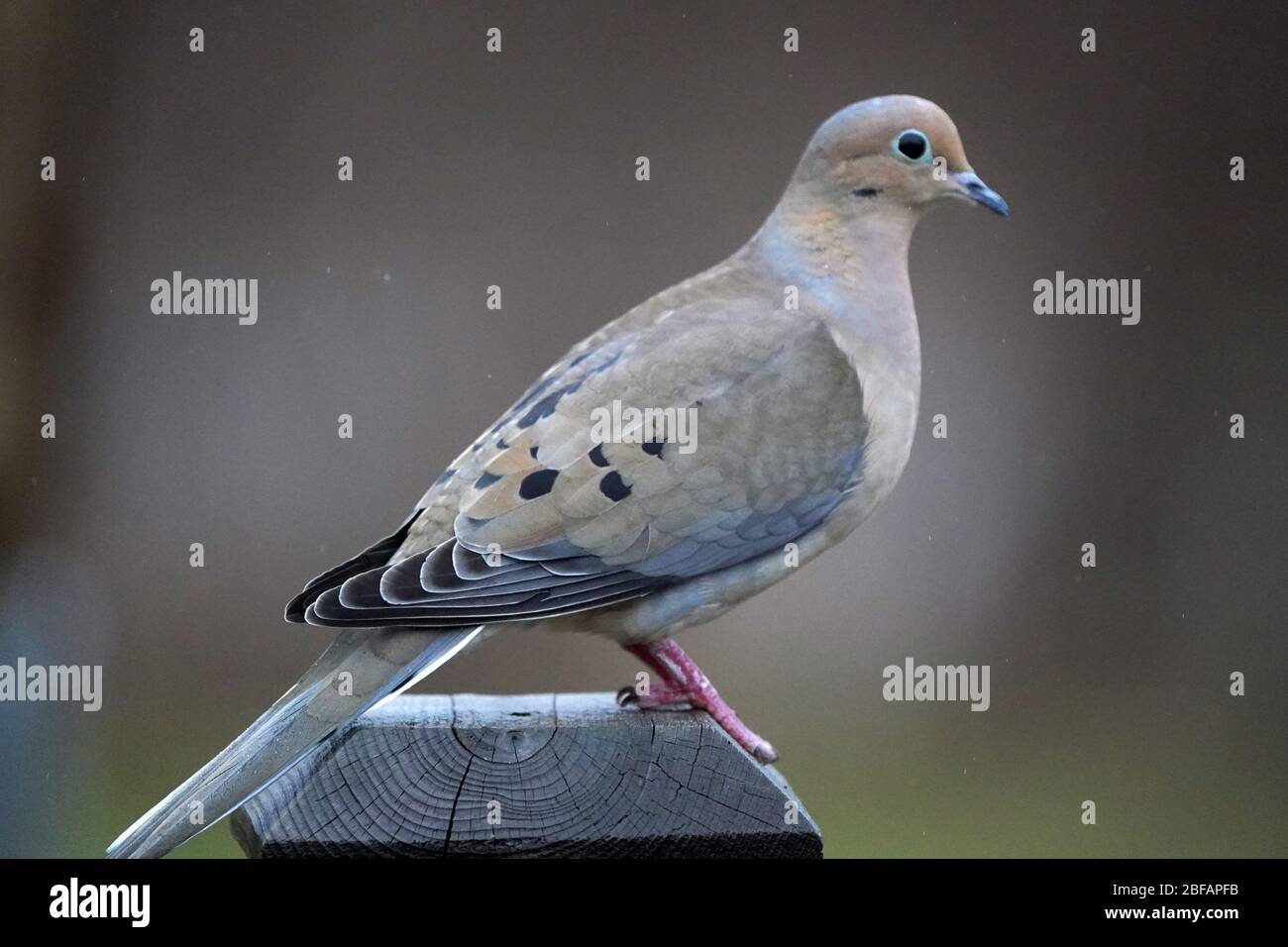 Mourning doves on perch Stock Photo - Alamy