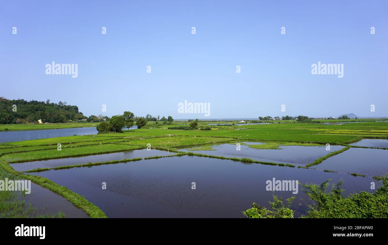 large rice fields around hue in vietnam Stock Photo - Alamy