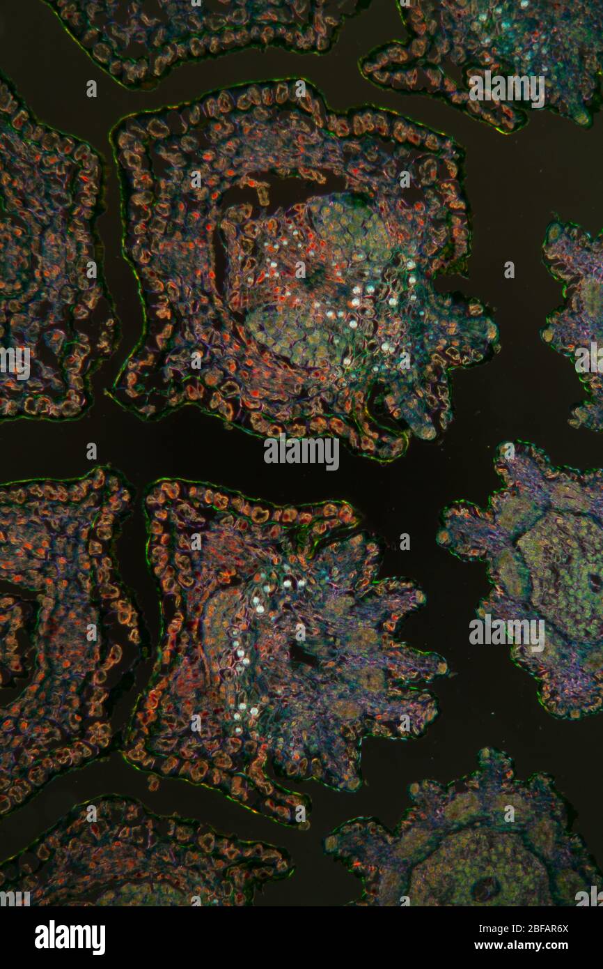 Leaf veins under microscope hi-res stock photography and images - Alamy