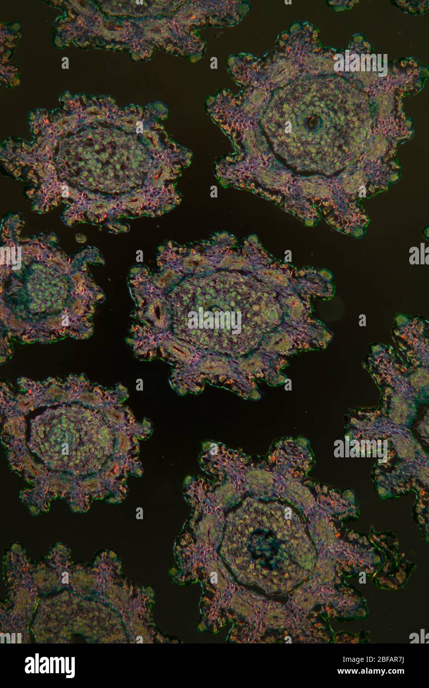 Margarite flower under the microscope 100x Stock Photo - Alamy