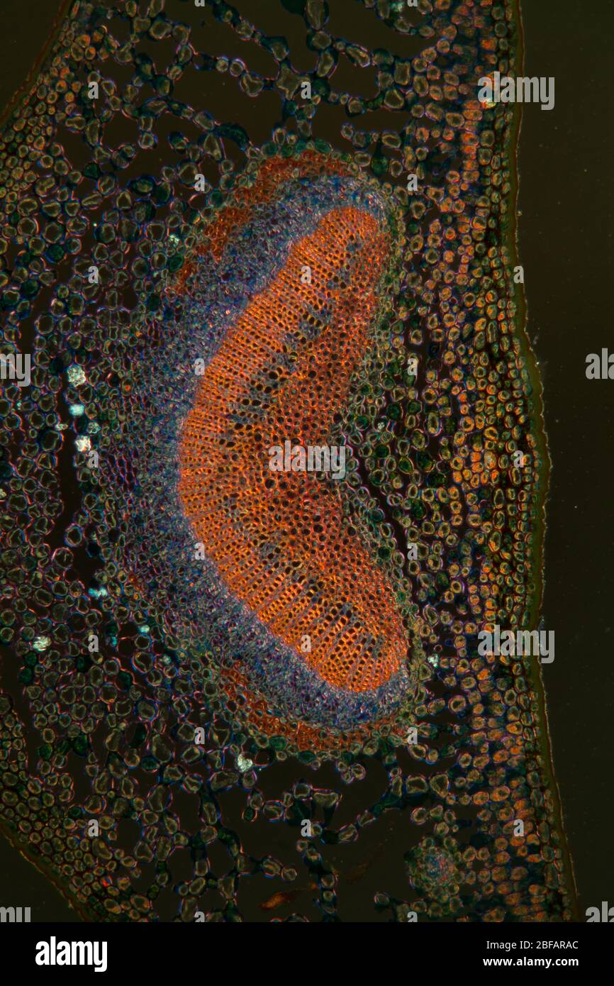 Holly palm leaf under the microscope 100x Stock Photo - Alamy