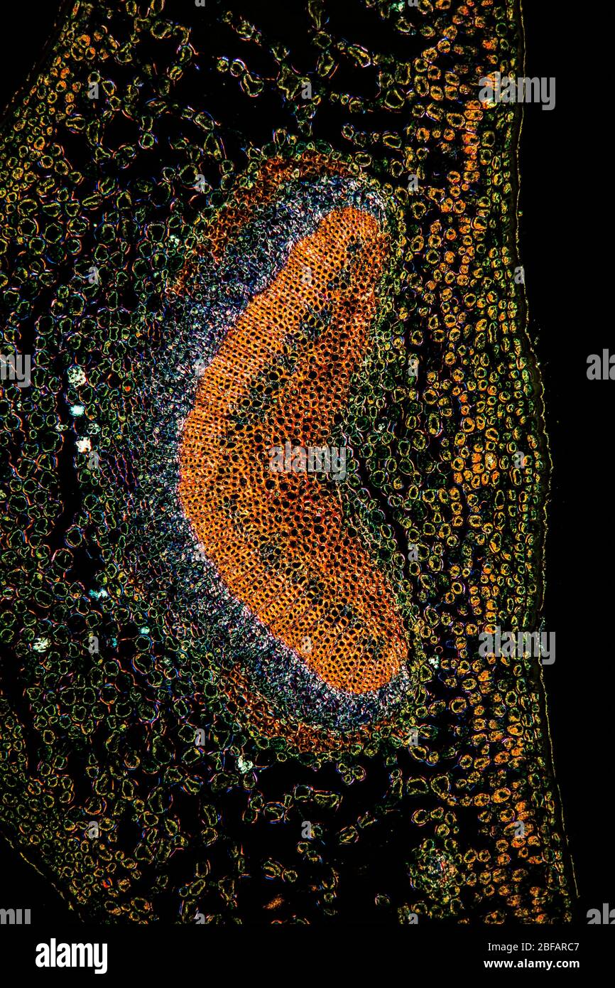 Holly palm leaf under the microscope 100x Stock Photo - Alamy