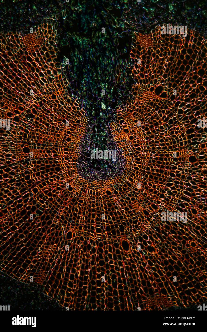 Silk bast tissue under the microscope 100x Stock Photo - Alamy