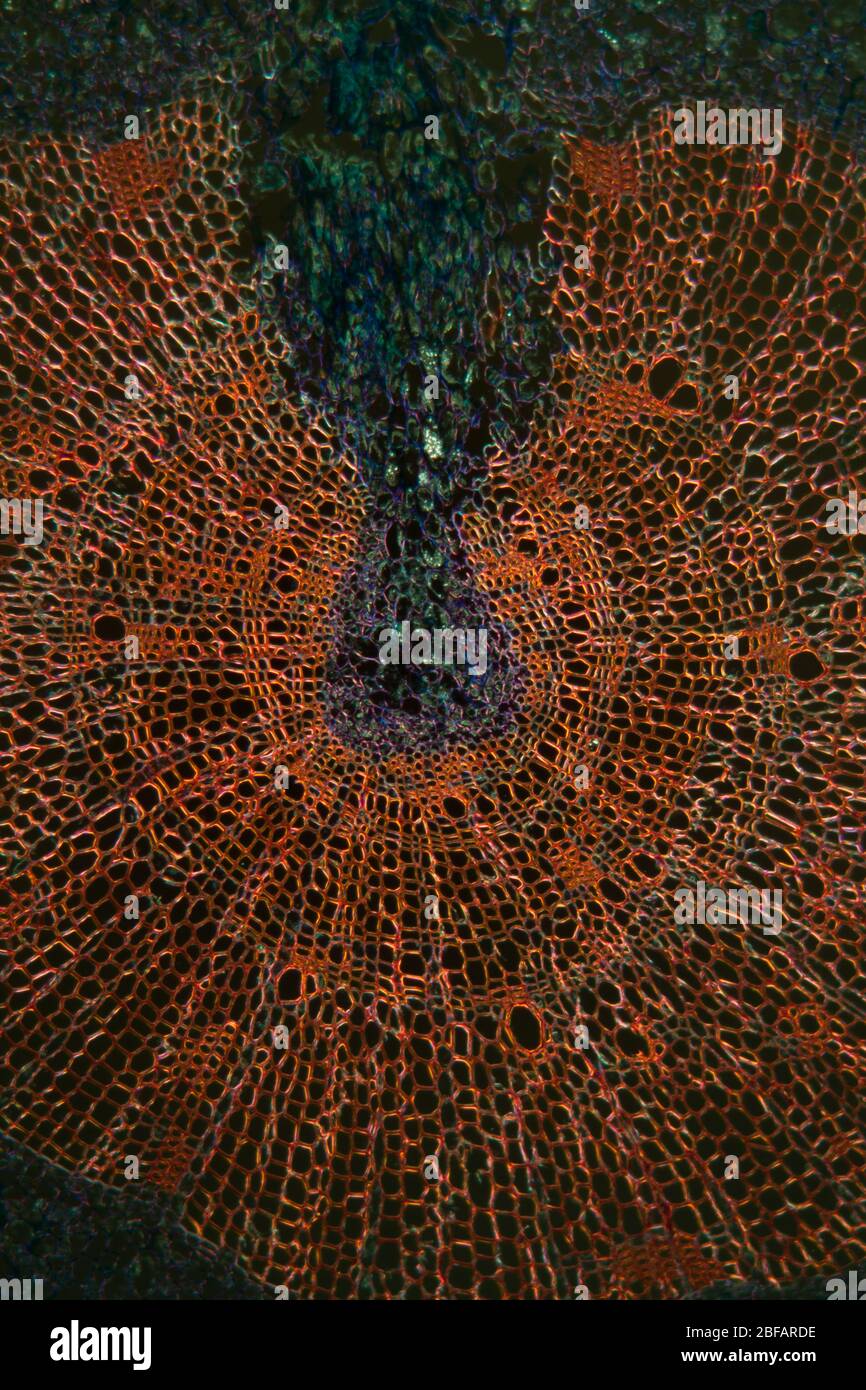 Silk bast tissue under the microscope 100x Stock Photo - Alamy